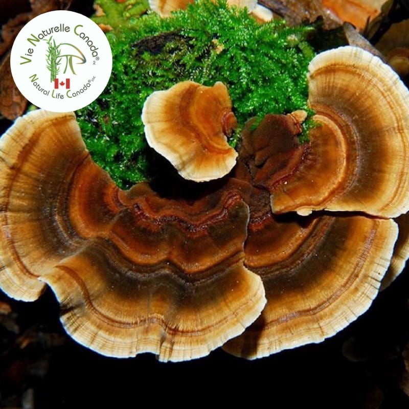 Coriolus Animals 120 capsules | Medicinal Mushrooms | Natural Life Canada